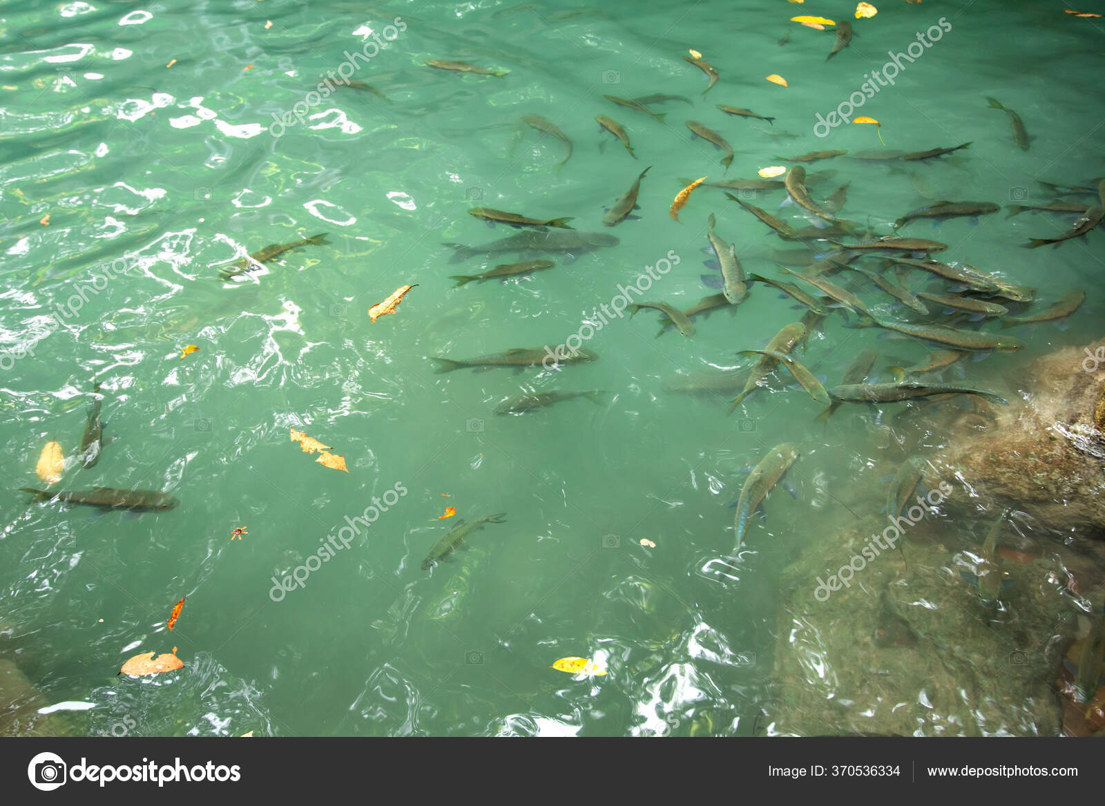 Fish Group Emerald Blue Water Nature River — Stock Photo © prompirak ...