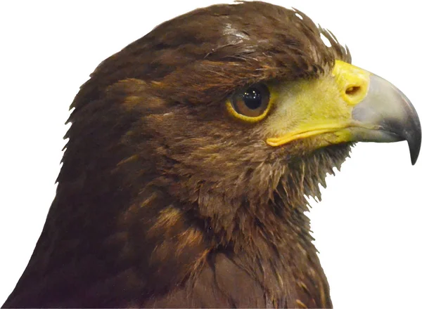 10,708,919 Golden eagle icon Vector Images | Depositphotos