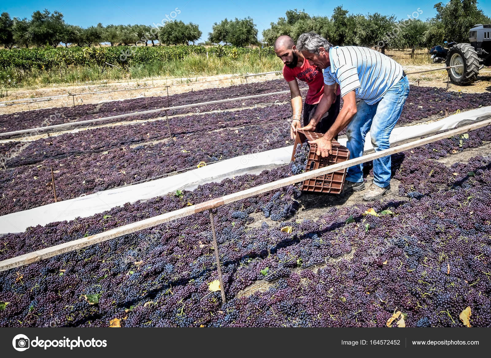 Pick and dry raisins in Greece – Stock Editorial Photo © vverve #164572452
