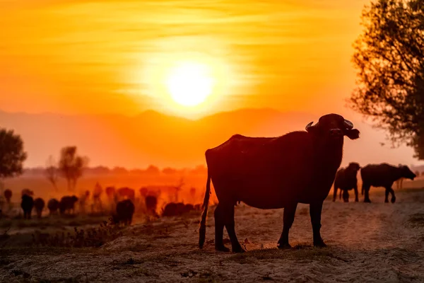 Cattle sunset Stock Photos, Royalty Free Cattle sunset Images ...