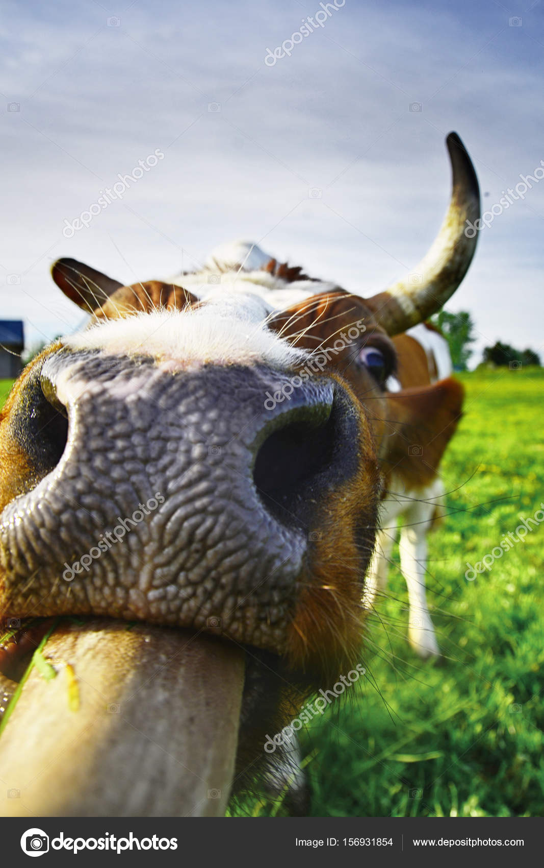 Cow muzzle close-up with shallow depth of field ⬇ Stock Photo, Image by ...