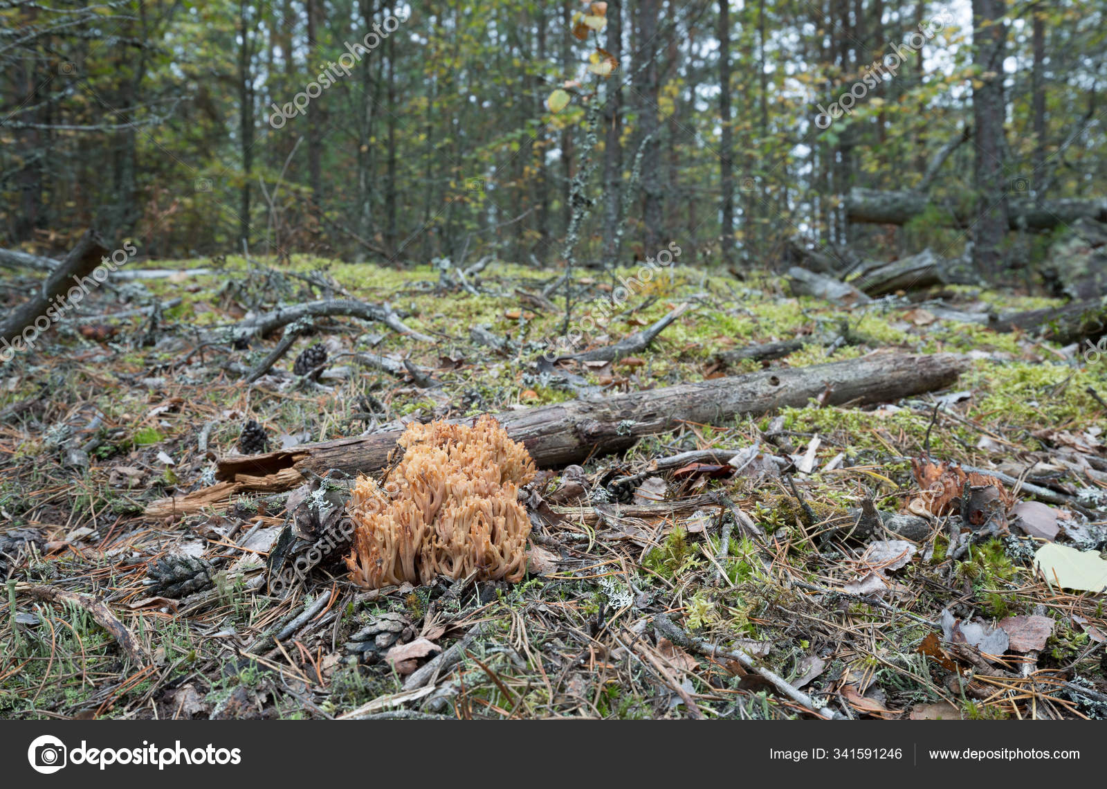 Scaly Tooth Fungus Sarcodon Squamosus Growing Pine Forest — Stock Photo ...
