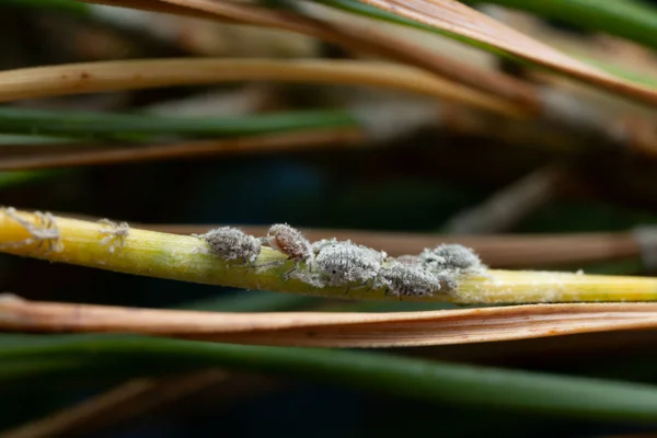 Aphids on branches Stock Photos, Royalty Free Aphids on branches Images ...