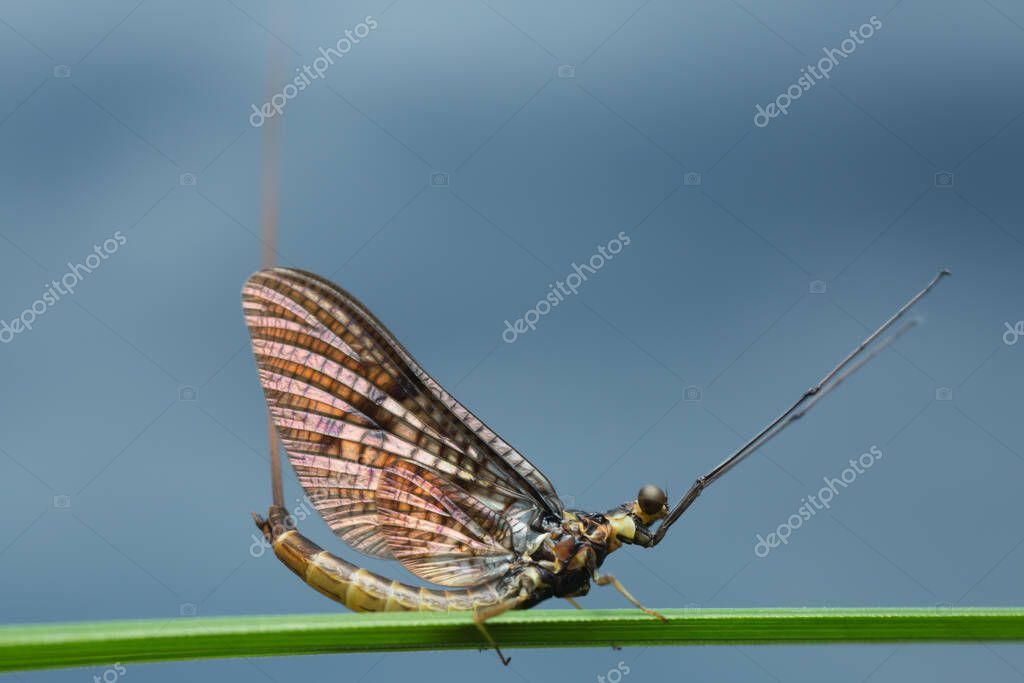 Mayfly, Ephemera vulgata en la paja, este insecto es a menudo imitado ...