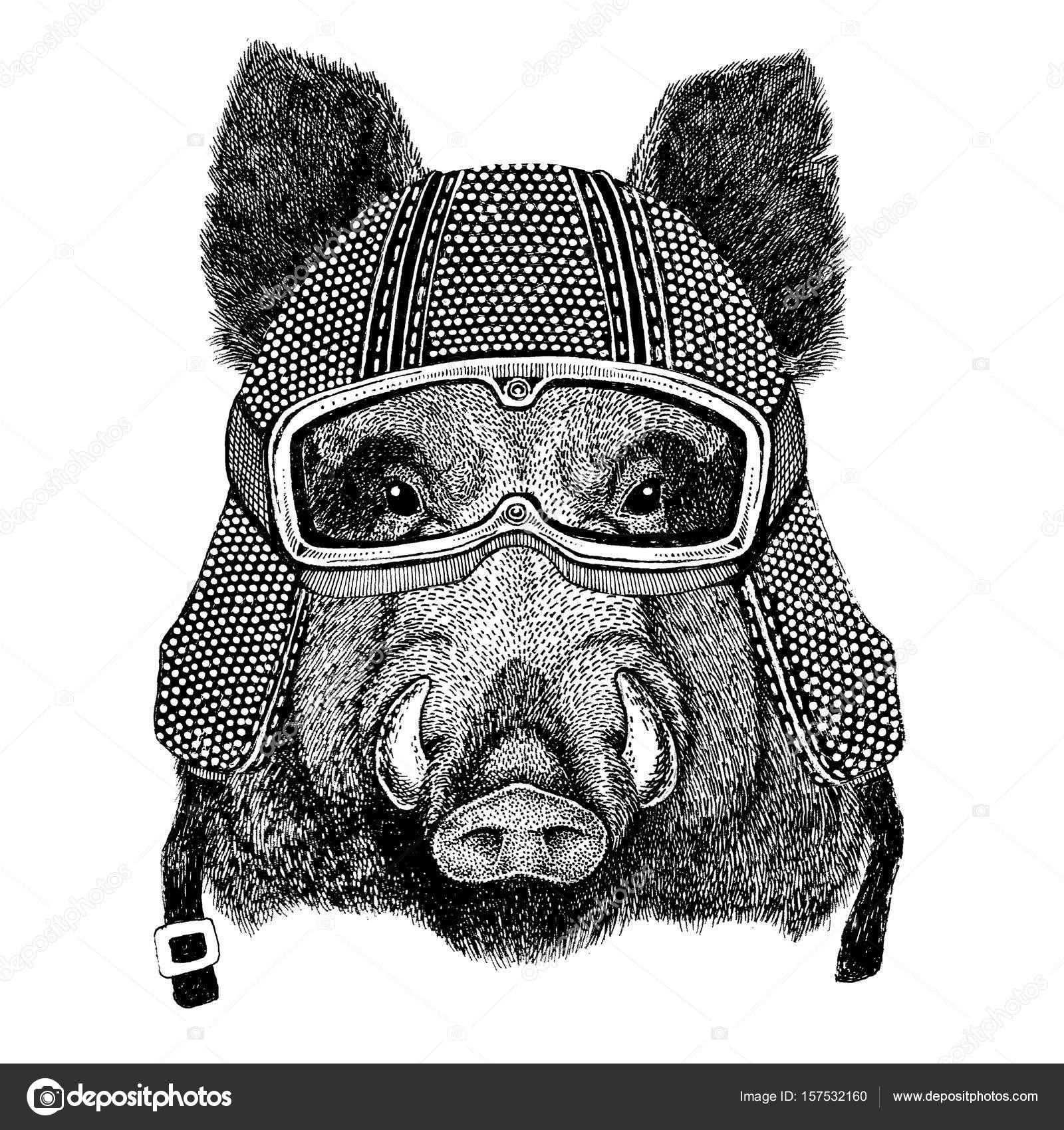 Aper, boar, hog, hog, wild boar wearing vintage motorcycle helmet ...