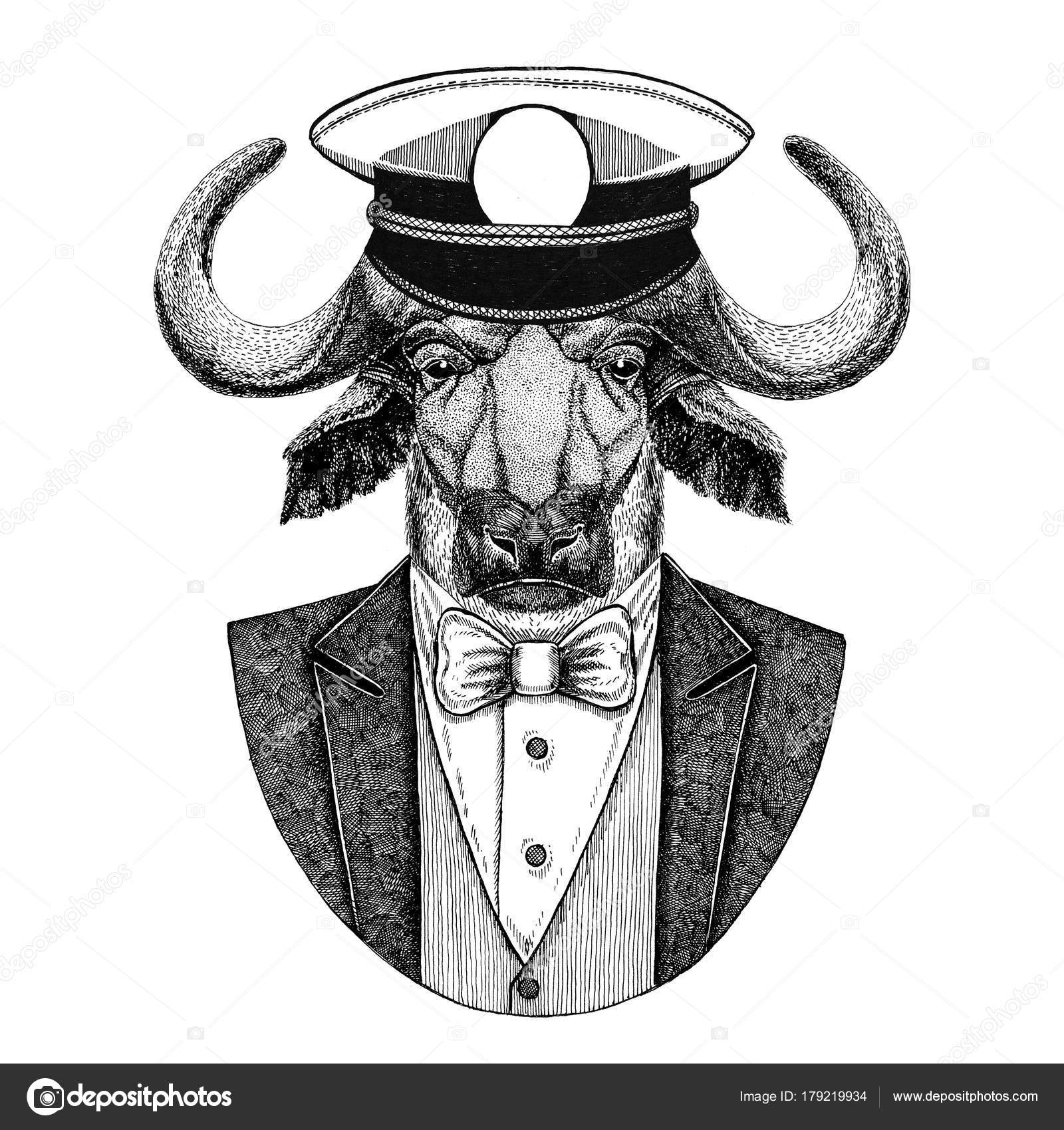 Buffalo, bull, ox Animal wearing jacket with bow-tie and capitans ...