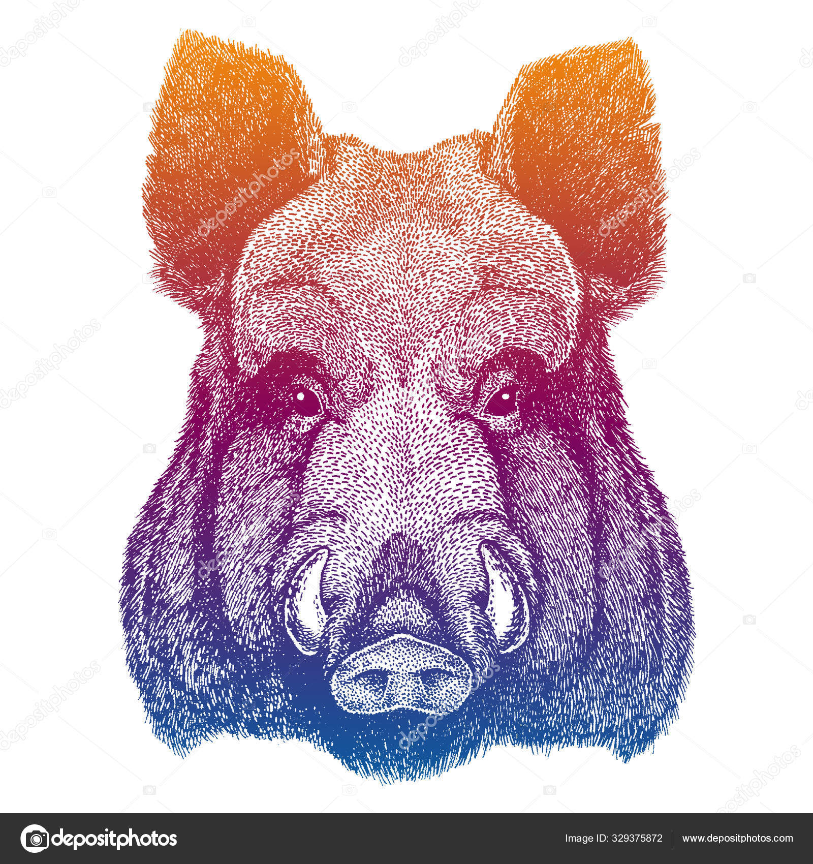 Wild Boar Head Drawing