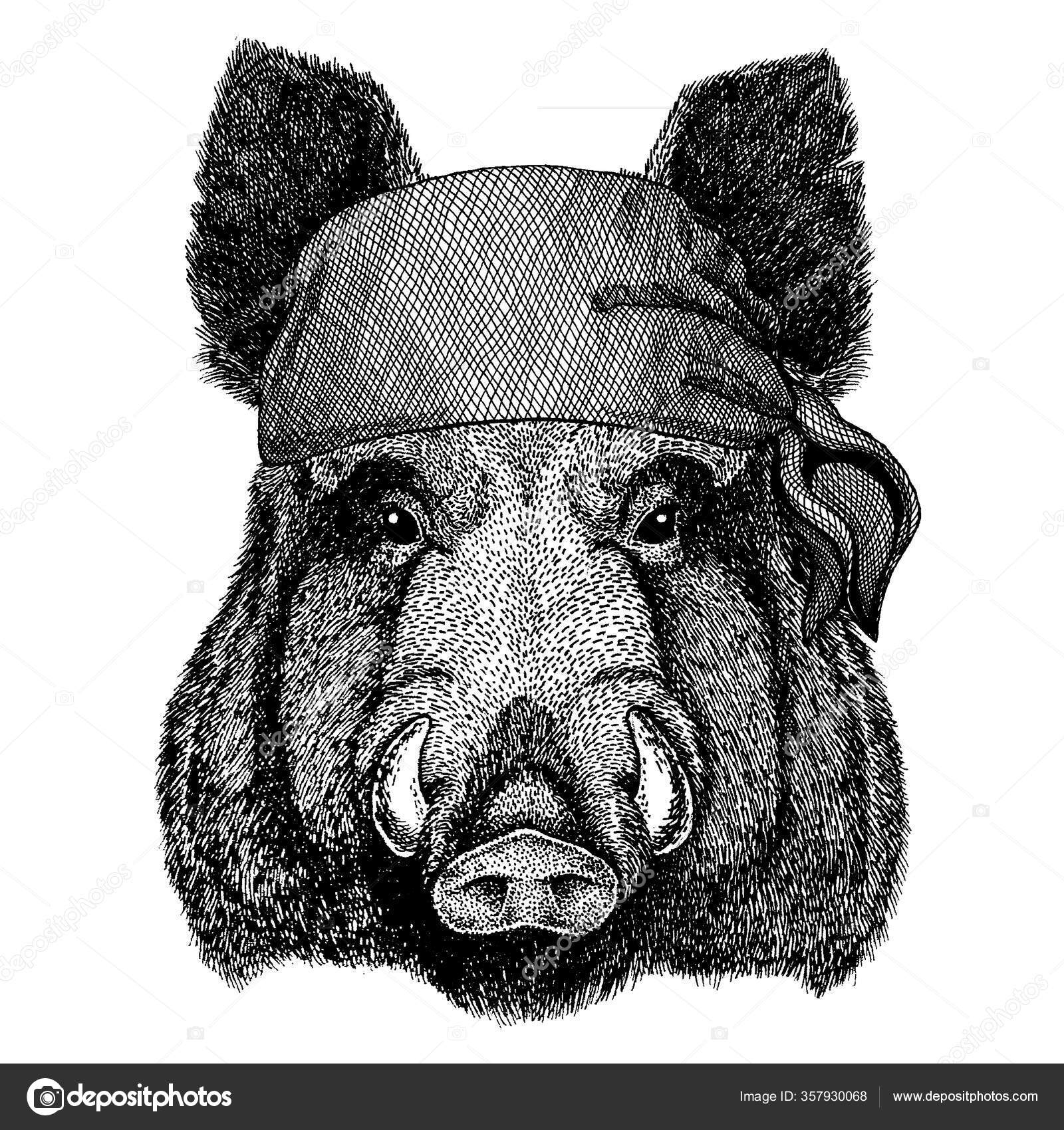 Aper, boar, hog, wild boar. Wild animal wearing pirate bandana. Brave ...