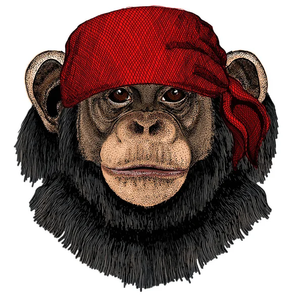 Red chimpanzee Stock Photos, Royalty Free Red chimpanzee Images ...
