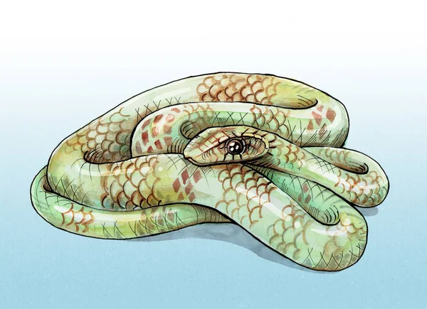 Had kresleny stock fotografie, royalty free Had kresleny obrázky ...