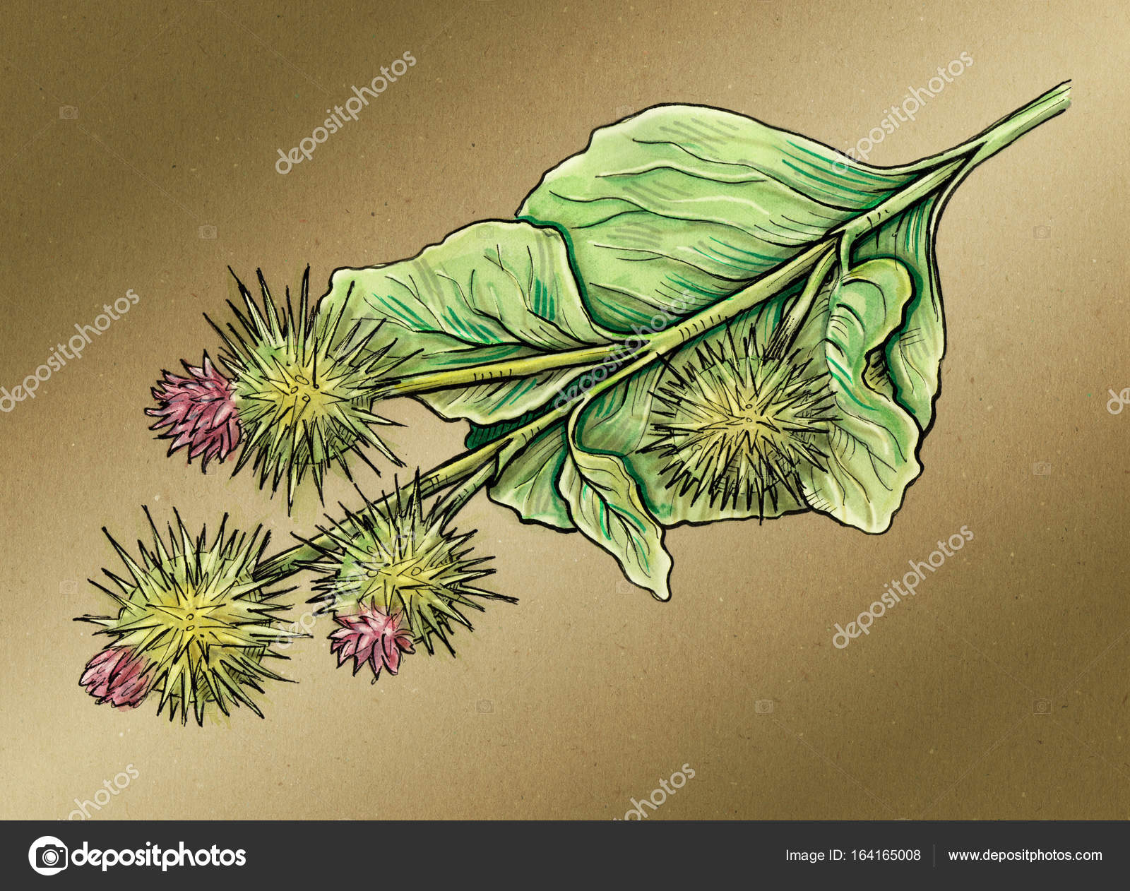 Burdock Plant Drawing