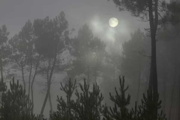 Foggy full moon Images - Search Images on Everypixel