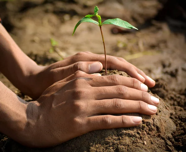 Hands planting tree Stock Photos, Royalty Free Hands planting tree ...