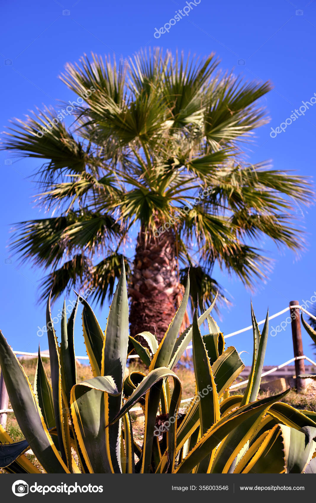 Vegetation Plants Beach Sciacca Sicily Italy Stock Photo by ©maudanros ...
