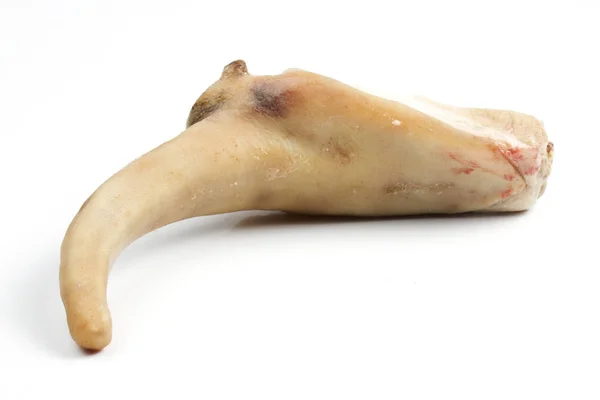 Anatomía de la pata del canino inferior Stock Photos, Royalty Free ...