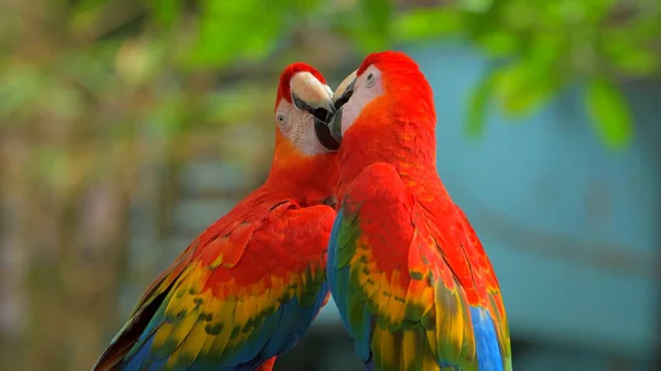 Kissing birds Stock Photos, Royalty Free Kissing birds Images ...