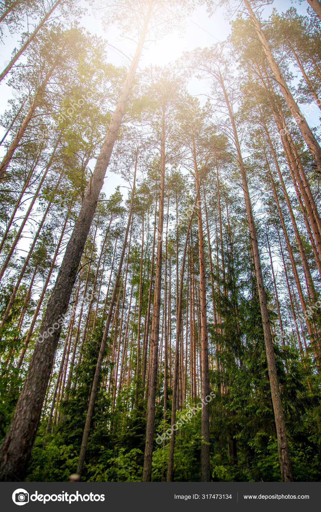 Beautiful Forest Green Trees — Stock Photo © Aleksmfoto #317473134