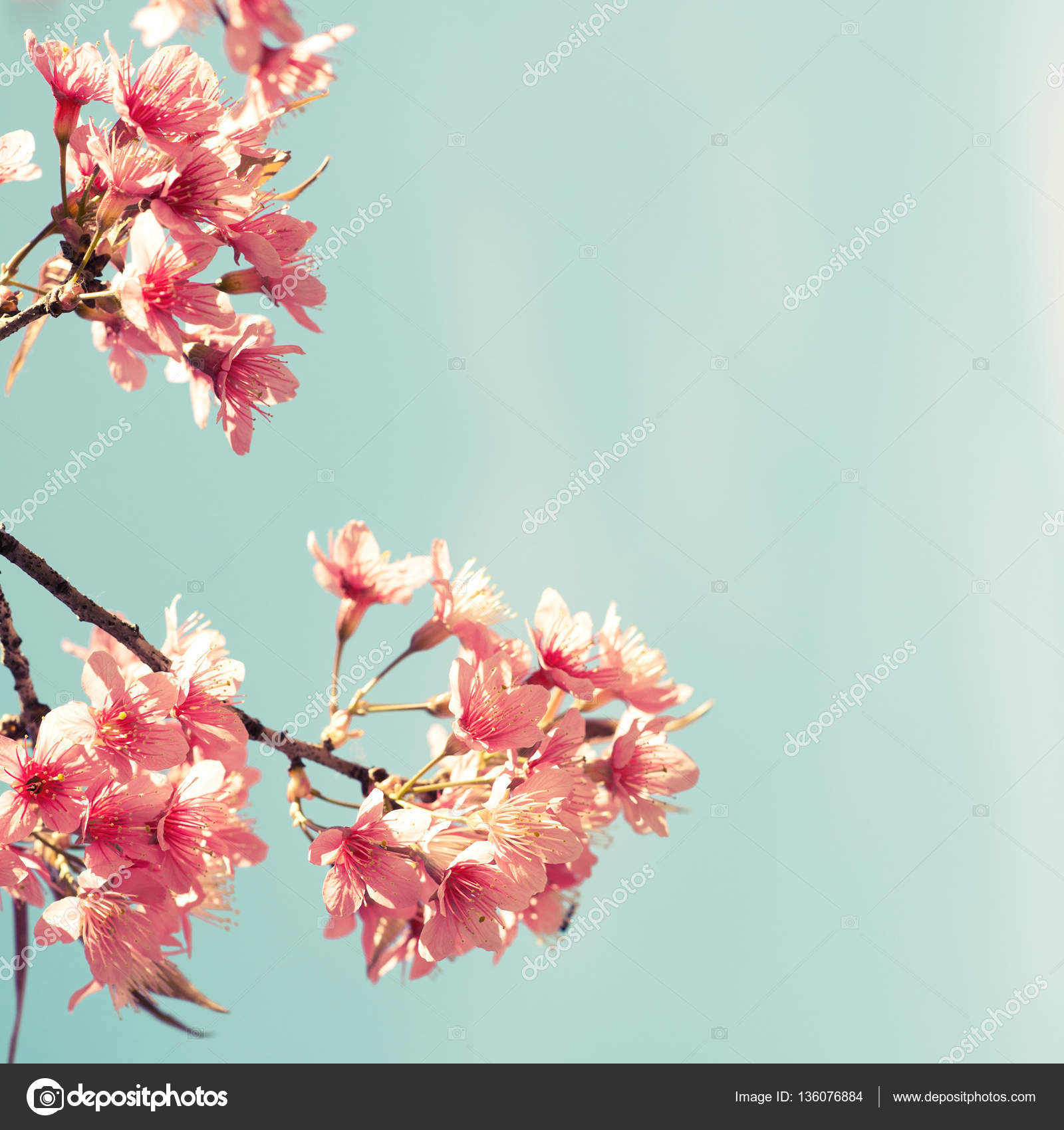 Vintage cherry blossom Stock Photo by ©jakkapan 136076884