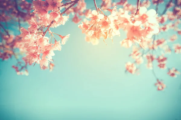 Beautiful vintage sakura tree flower — Stock Photo © jakkapan #138558112