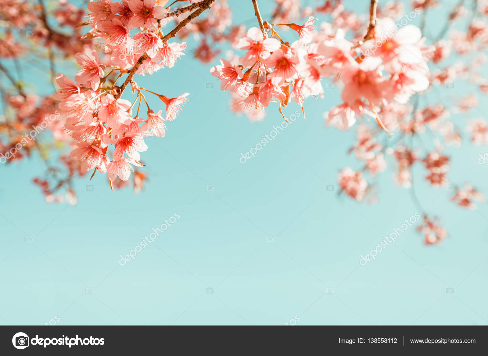 Beautiful vintage sakura tree flower — Stock Photo © jakkapan #138558112