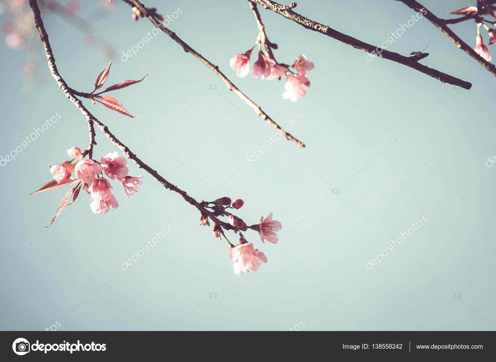 Beautiful vintage sakura tree flower Stock Photo by ©jakkapan 138558242