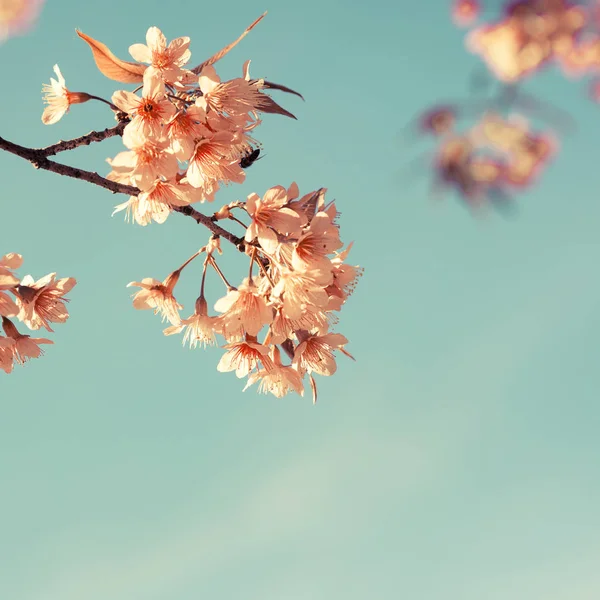 Vintage Spring Desktop Wallpaper