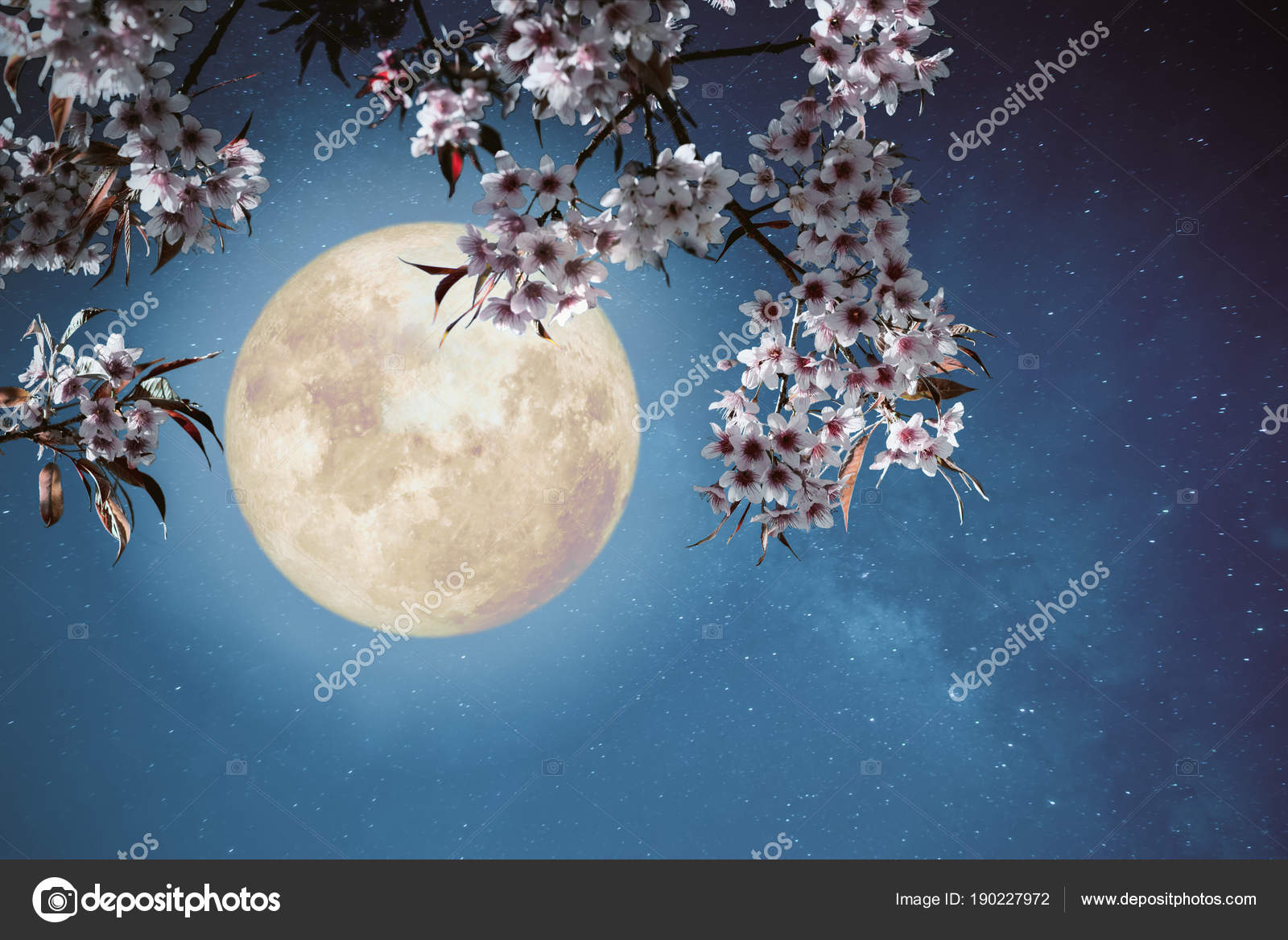 Romantic Night Scene Beautiful Cherry Blossom Sakura Flowers Night ...
