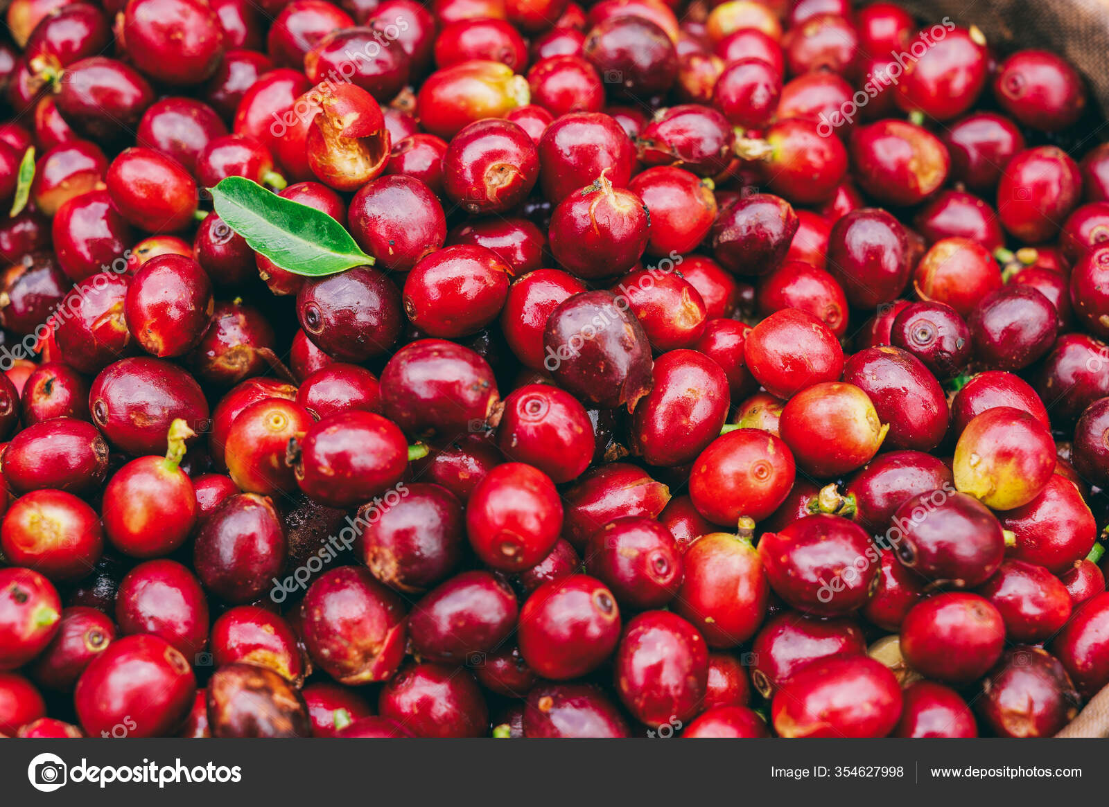 Close Fresh Arabica Coffee Bean Red Cherry — Stock Photo © jakkapan ...