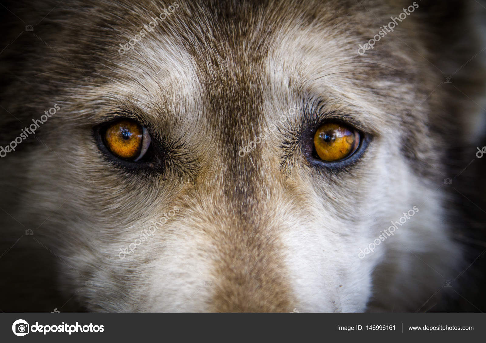 What Dogs Have Yellow Eyes