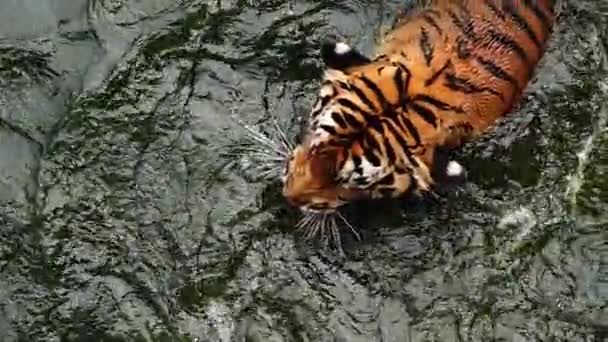 2,587 Temas de agua Videos, Royalty-free Stock Temas de agua Footage ...