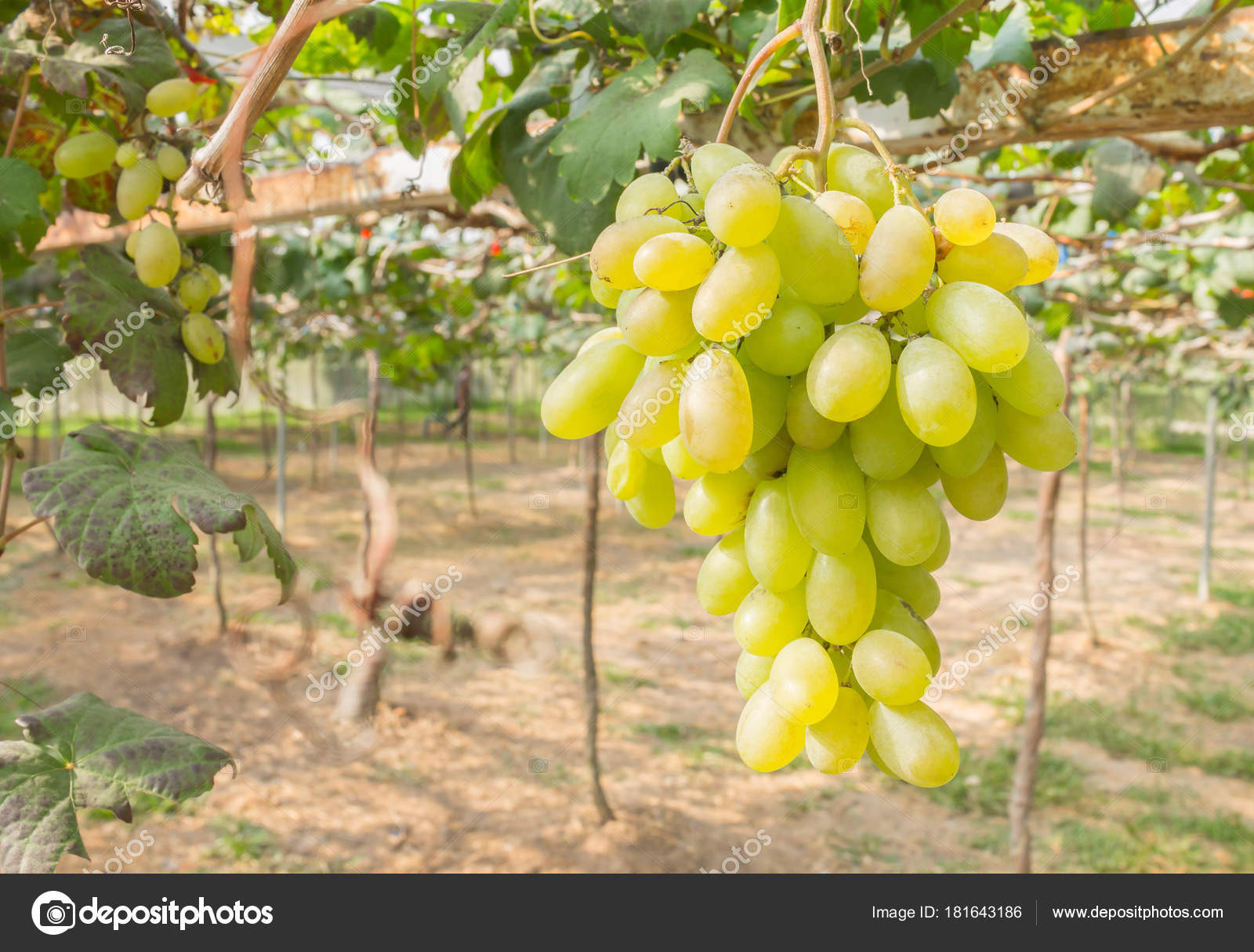 Grapes Fruit Garden