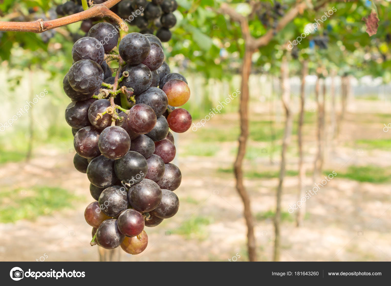 Red Grapes in Grape Garden or Vineyard Left Position Stock Photo by ...