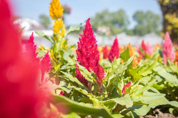 Red Cockscomb Flower Celosia Argentea Green Leaves Garden Blue Sky ...