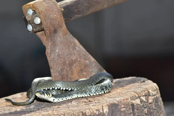 Hammer snake Stock Photos, Royalty Free Hammer snake Images | Depositphotos