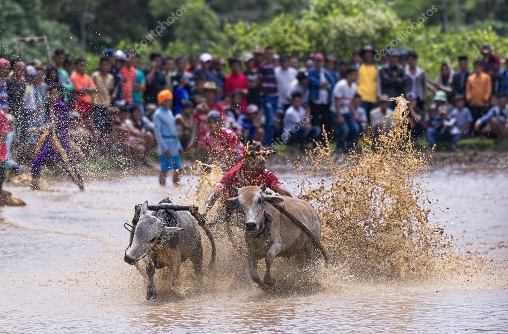 Un jinete desconocido dirige dos toros a través de los arrozales ...