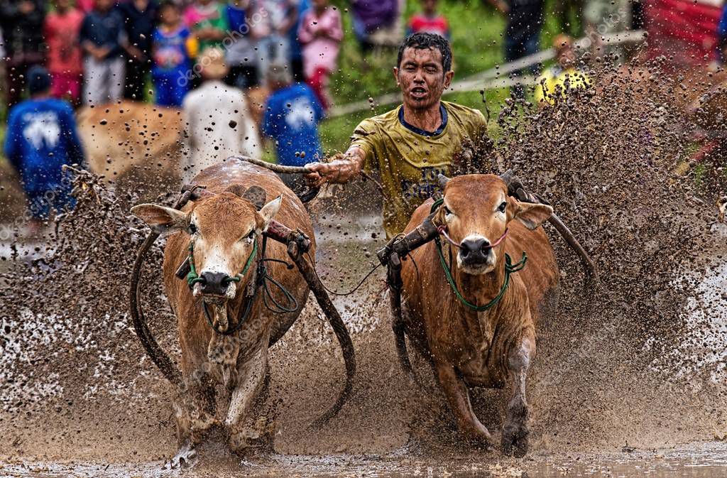 Un jinete hombre dirige toros a través de los arrozales fangosos en la ...