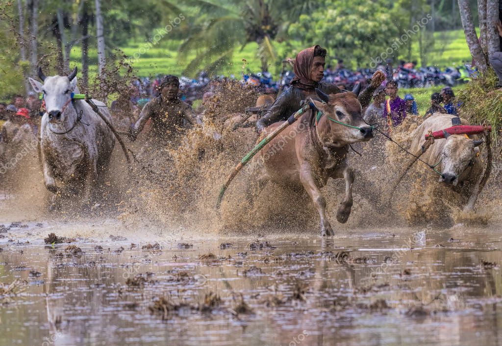 Un jinete hombre dirige toros a través de los arrozales fangosos en la ...