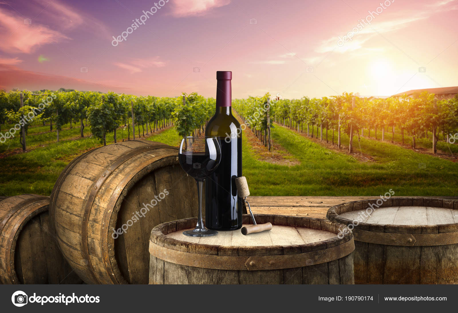 Vineyard Grapes Sunset