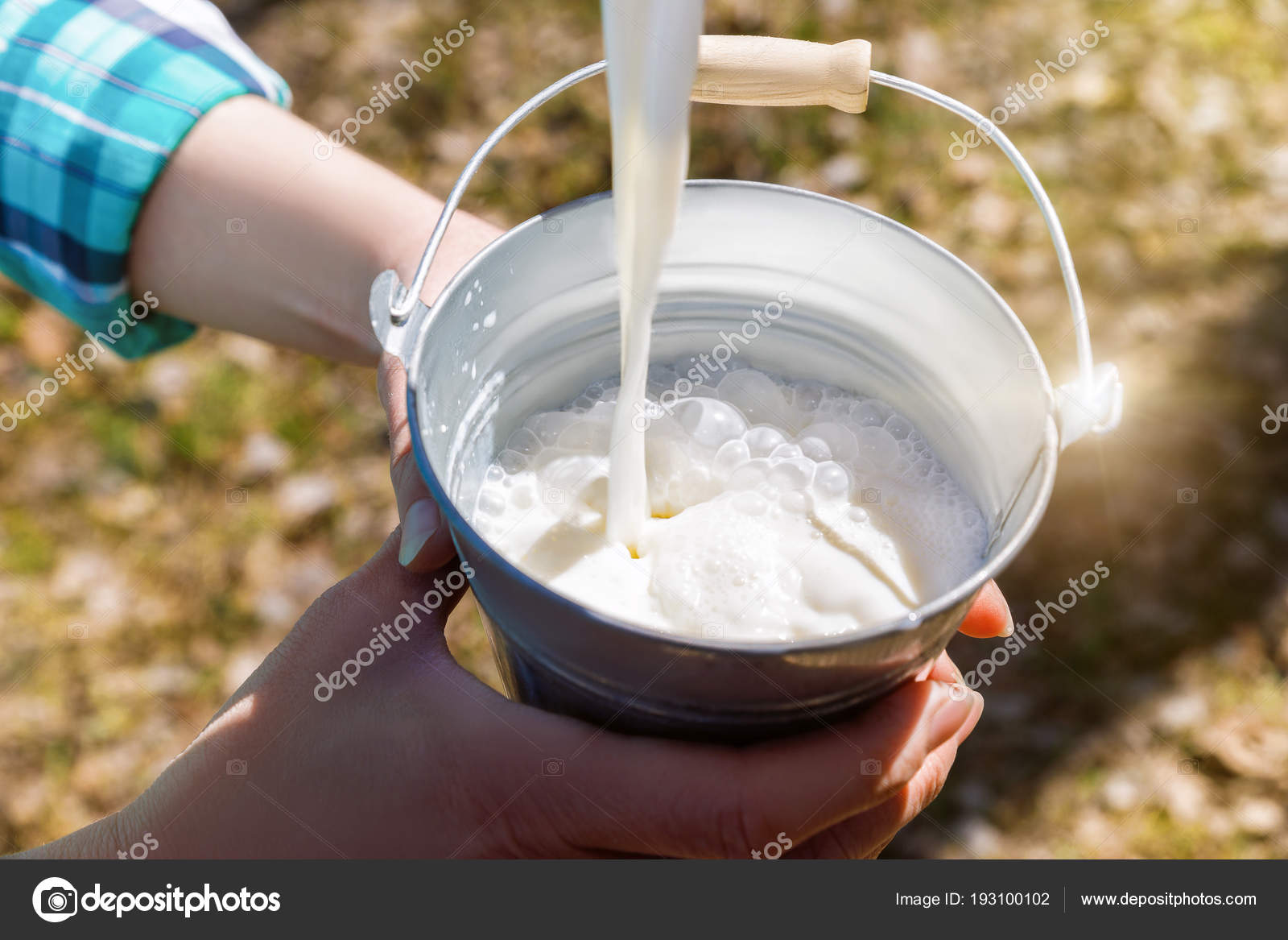 Milk flows into the bucket milkers. Stock Photo by ©NataliMis 193100102