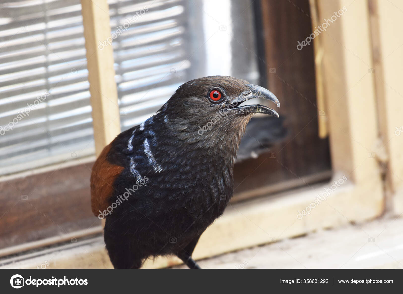 Full View Greater Coucal Coccal Cuckoo Crow Pheasant Centropus Sinensis ...