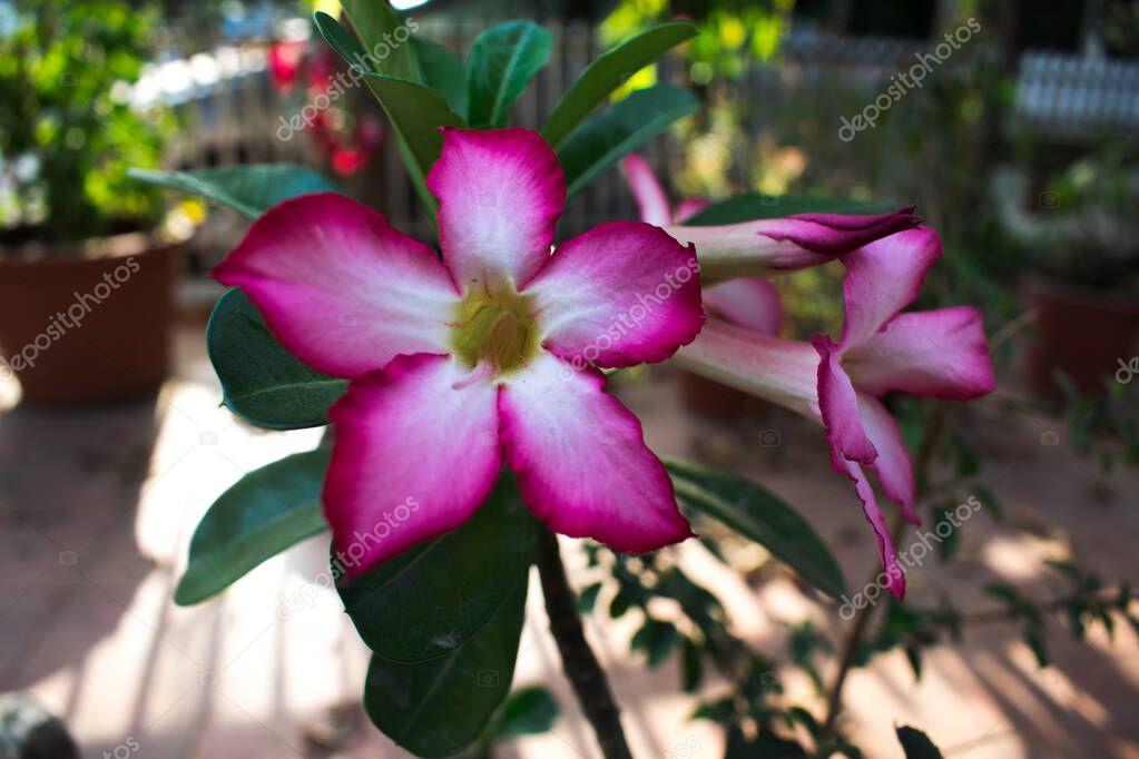 Primer plano de la hermosa Adenium jalá, rosa del desierto, lirio de ...