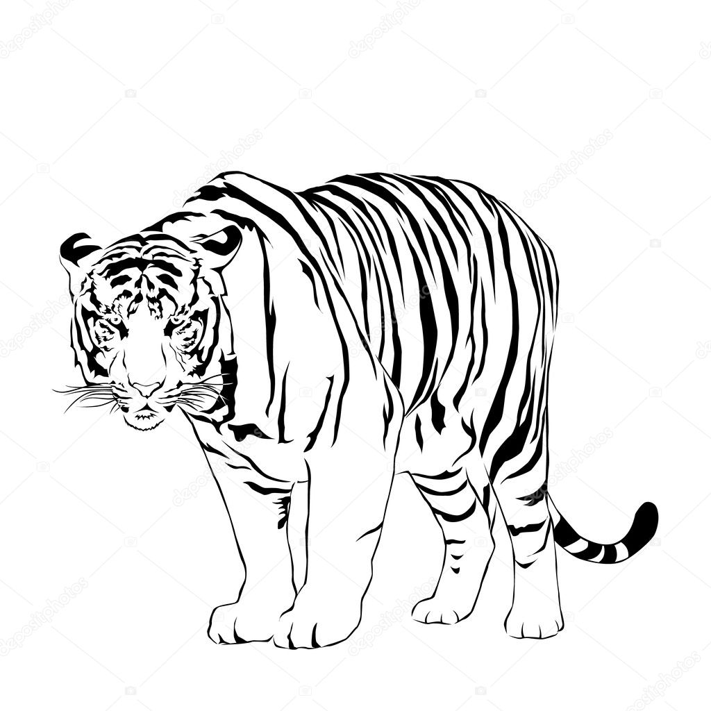 Tigers stare victim. Victor Stock Vector Image by ©jirawat #124908544