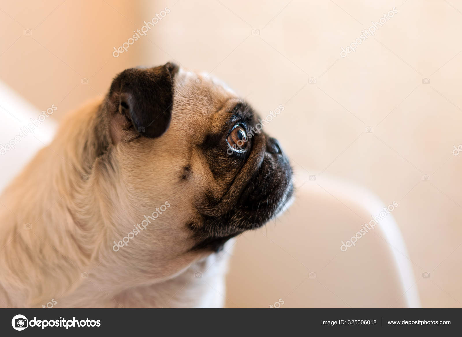 Pugs Making Funny Faces