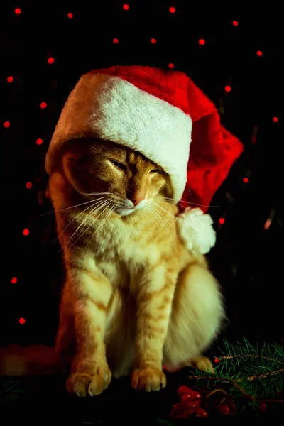Chat noel images libres de droit, photos de Chat noel | Depositphotos