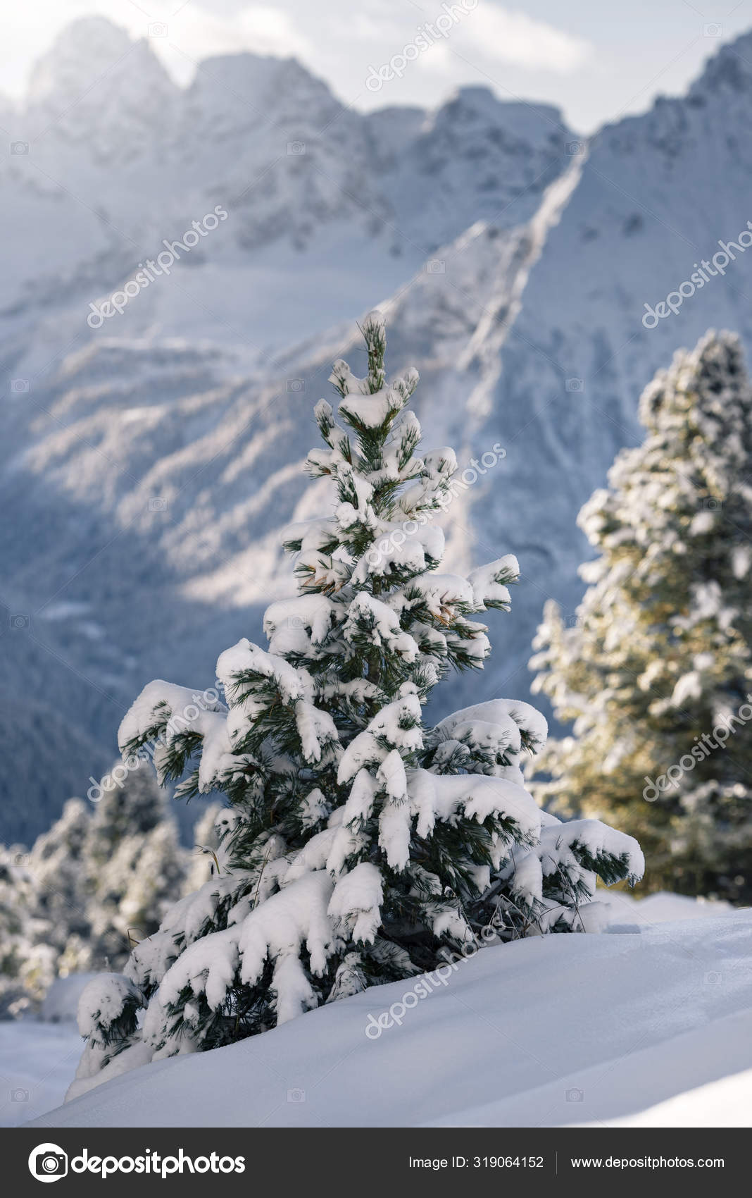 Snowy Mountains With Trees