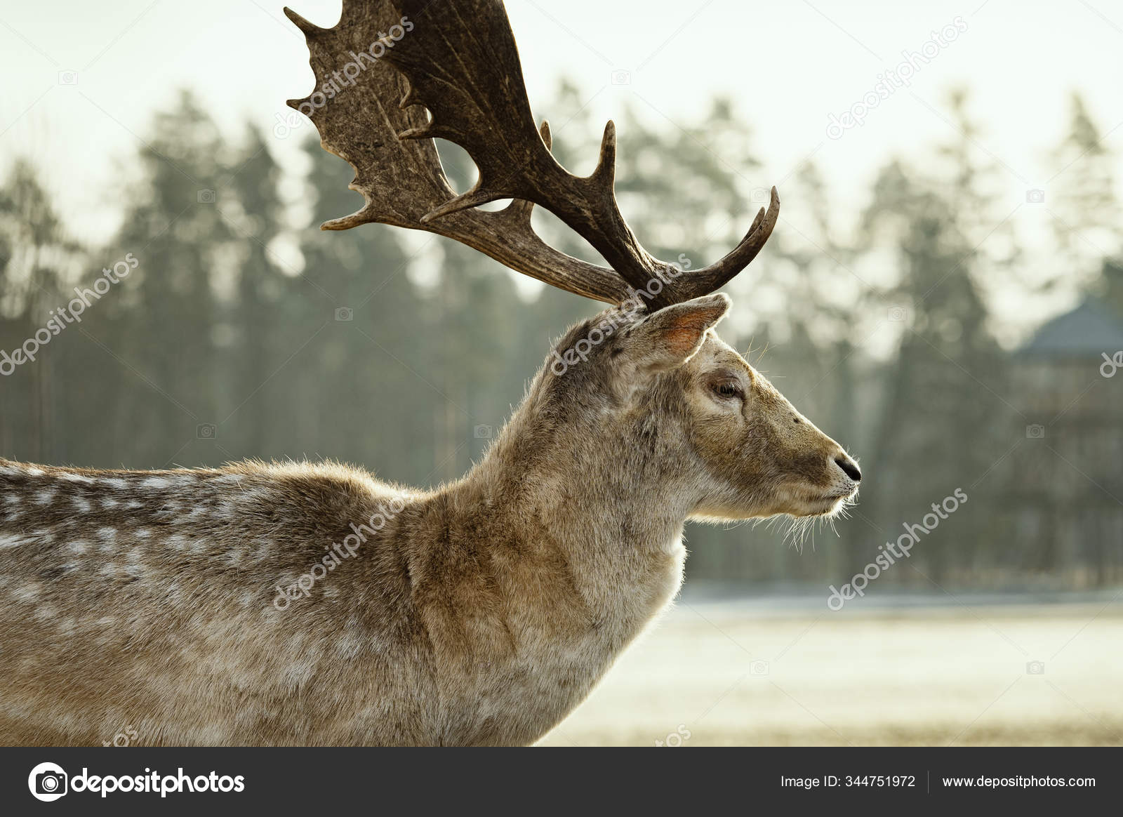 Deer Head Side Profile