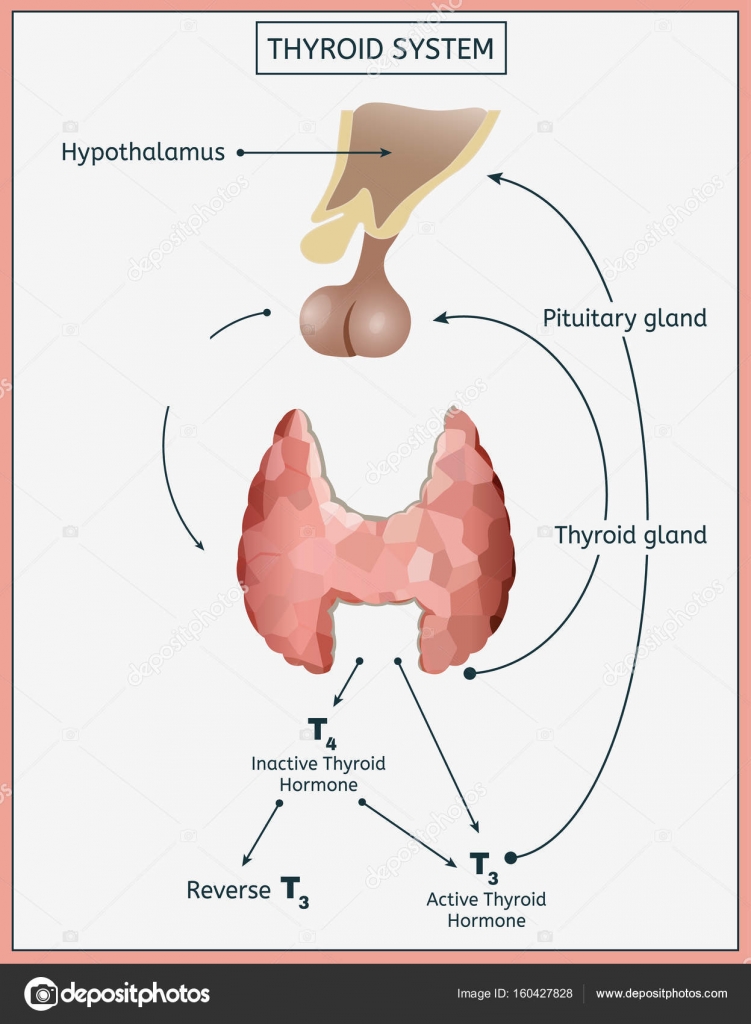 Thyroid System Image Stock Vector Image by ©annyart #160427828