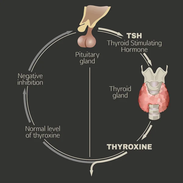 19 Thyroid stimulating hormone Stock Illustrations | Depositphotos