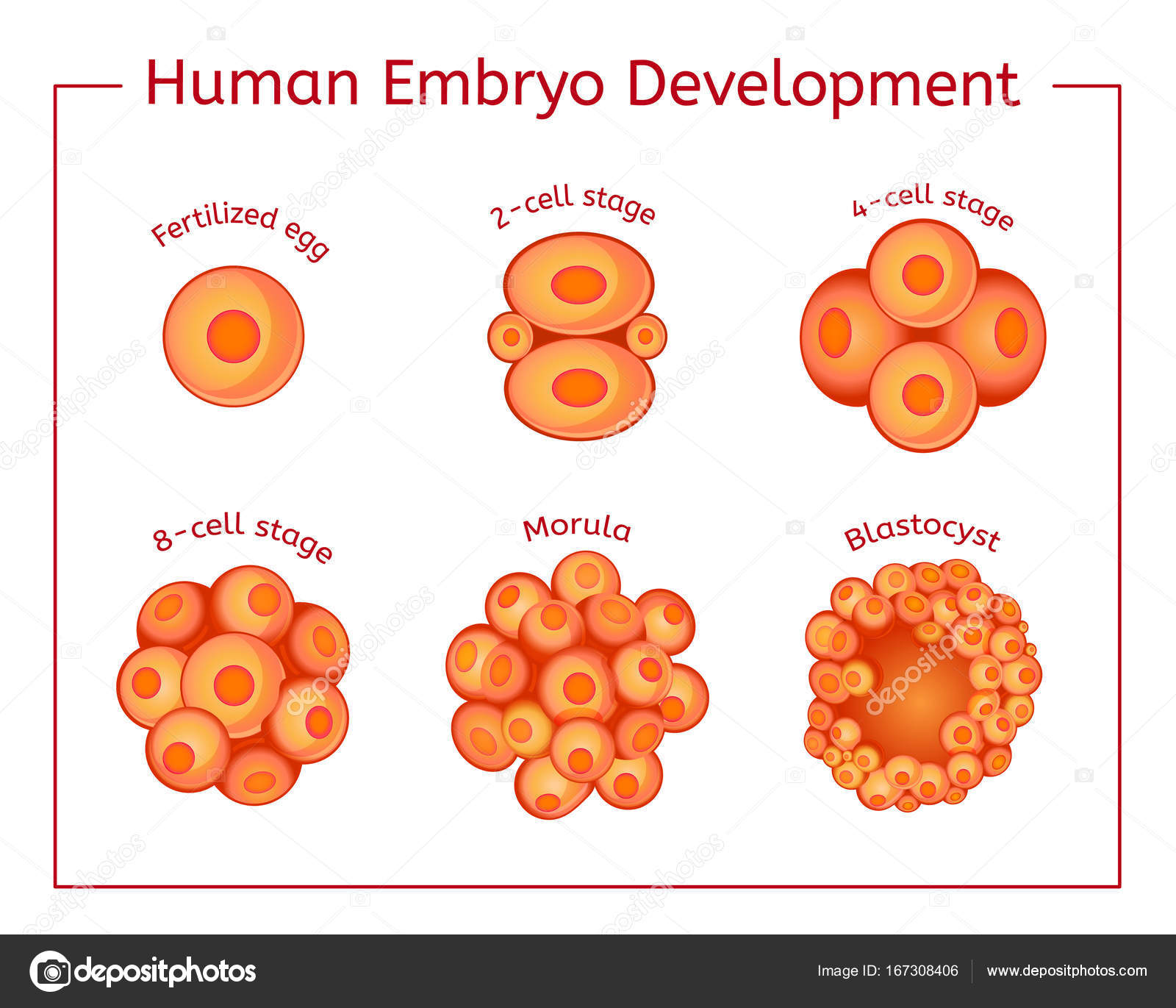 Embryo Development Image — Stock Vector © annyart #167308406