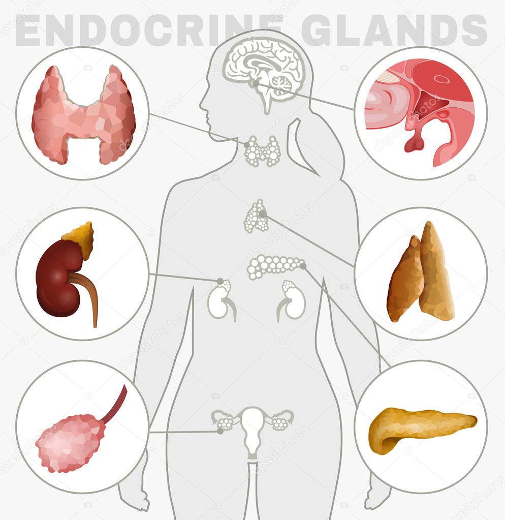 Imagen de las glándulas endocrinas 2024